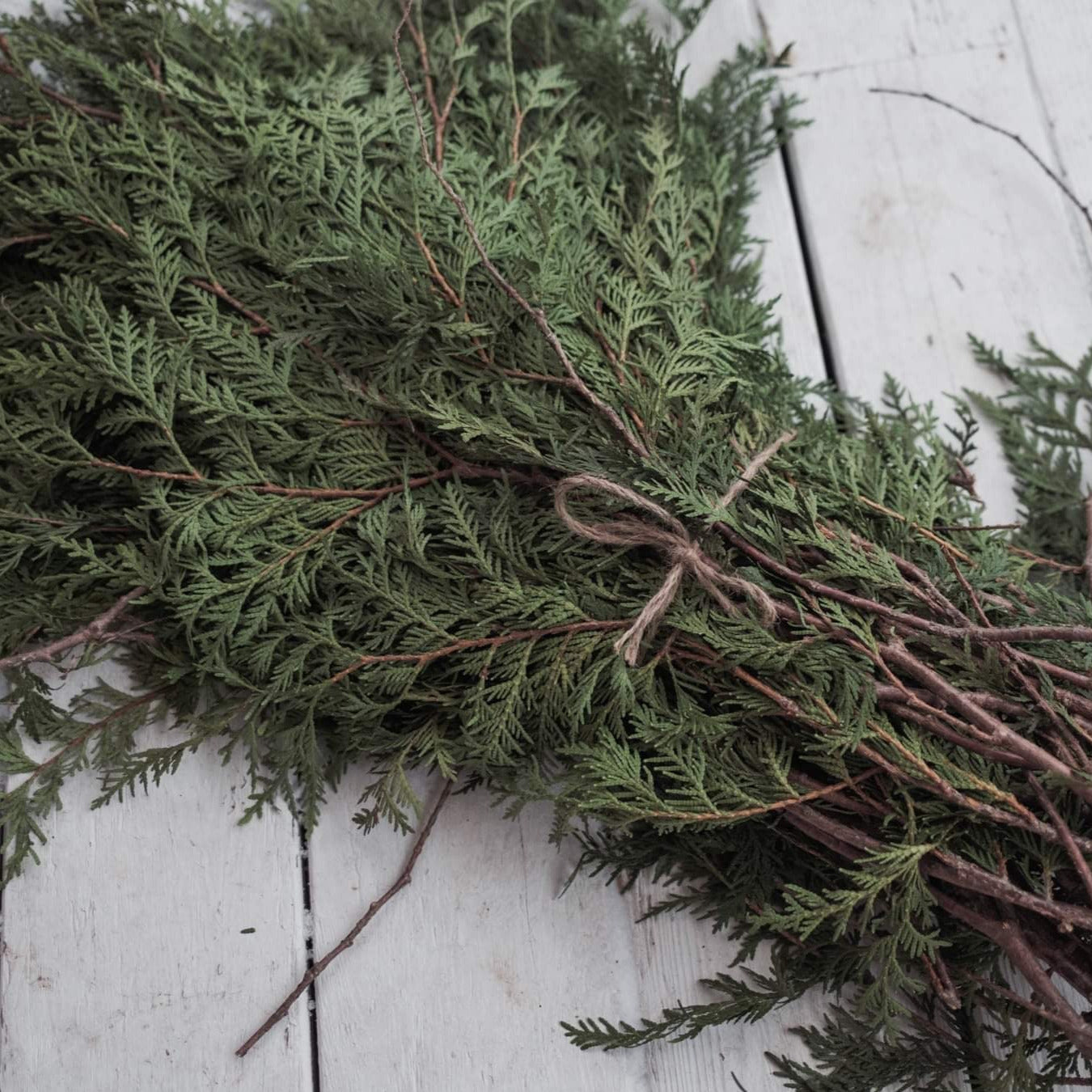 Fresh Cedar Boughs – Northern Botanicals
